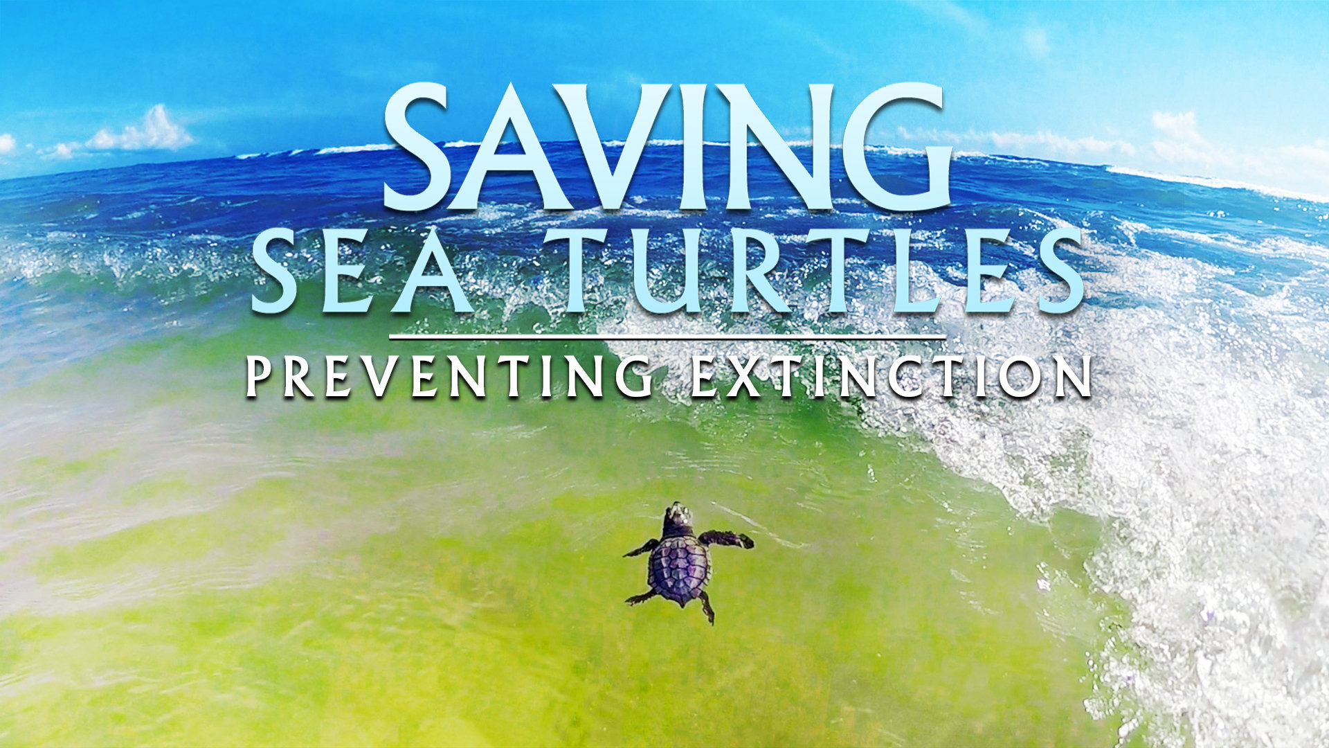 Saving Sea Turtles Trailer