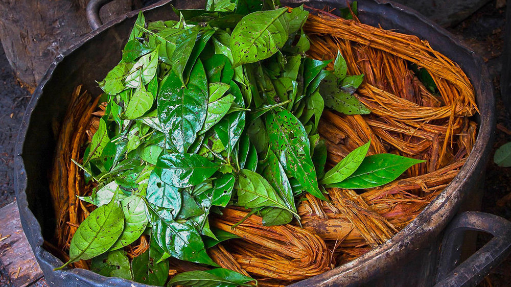 The Whole Truth About DMT