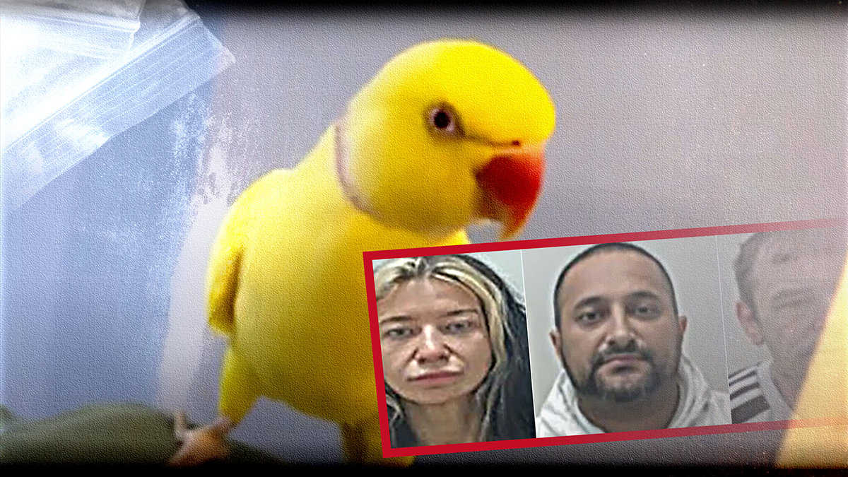 Polly Wanna Crackhead? Drug Dealer’s Parrot Turns Snitch in Blackpool Raid