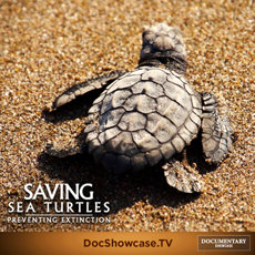 Documentary Showcase: Saving Sea Turtles: Preventing Extinction Social ...