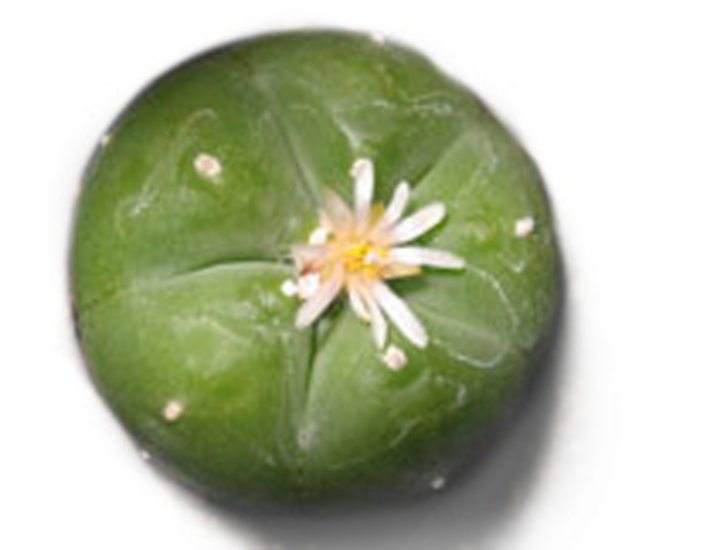 Signs and Symptoms of Mescaline Abuse