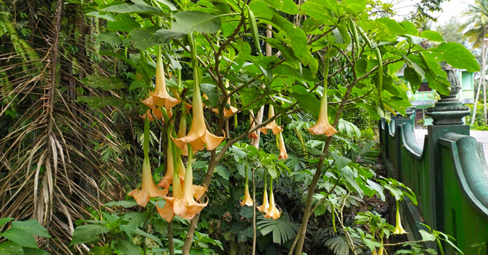 The “Devils Breath” – Scopolamine