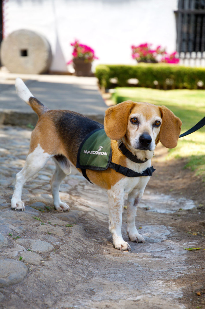 Perro de Deteccion de Drogas Narconon