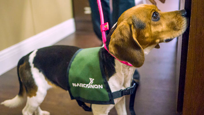 How Do Drug Sniffing Dogs Work?