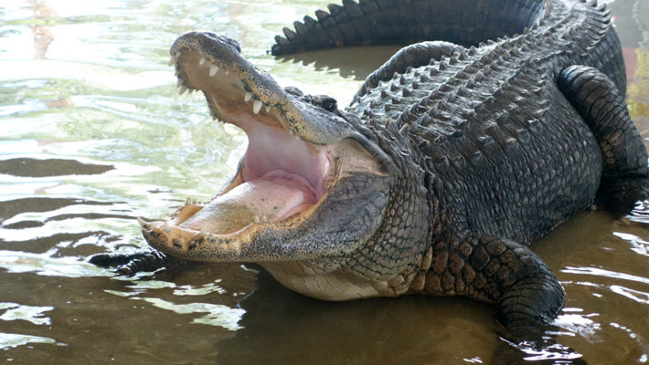 Meth-Gators in Tennessee?