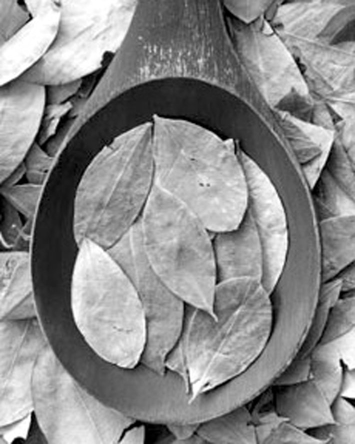 Cocaine History: 1500—1800