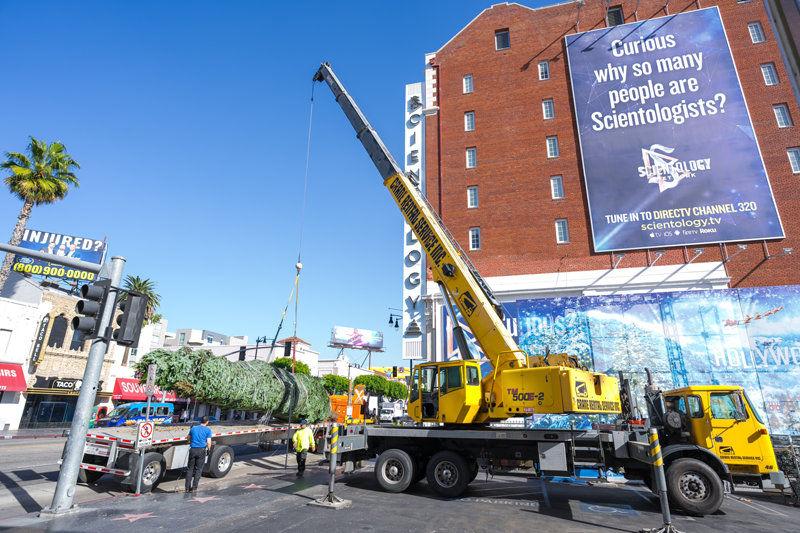 Giant Christmas Tree Arrives for the 40th Anniversary of a Hollywood ...