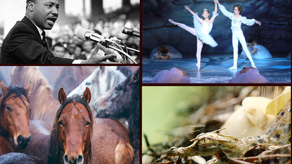 Documentary Showcase